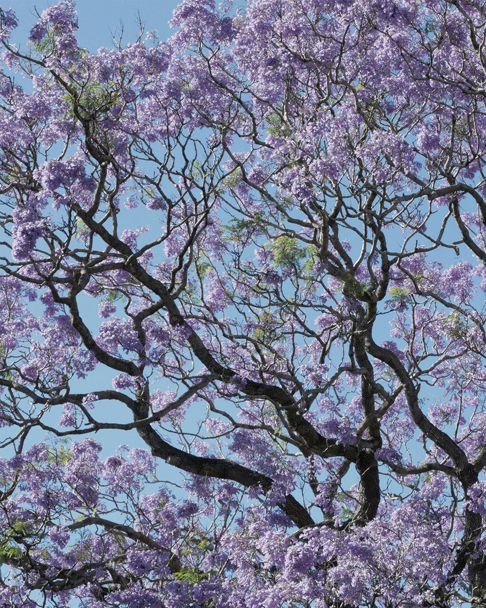 Jacaranda Bloom High Jewellery Set | Diamond & Enamel Elegance Inspired by Nature | De Beers US